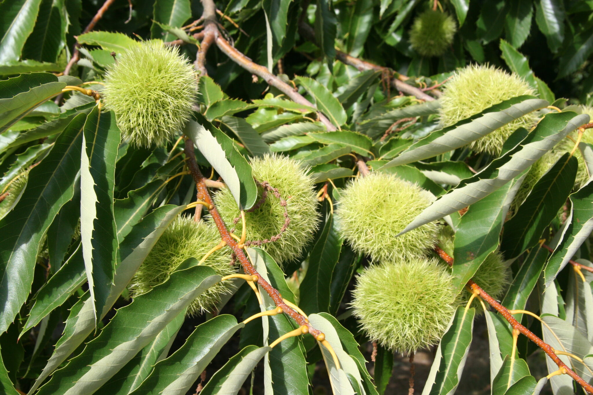 About Us – Buy Fresh Chestnuts