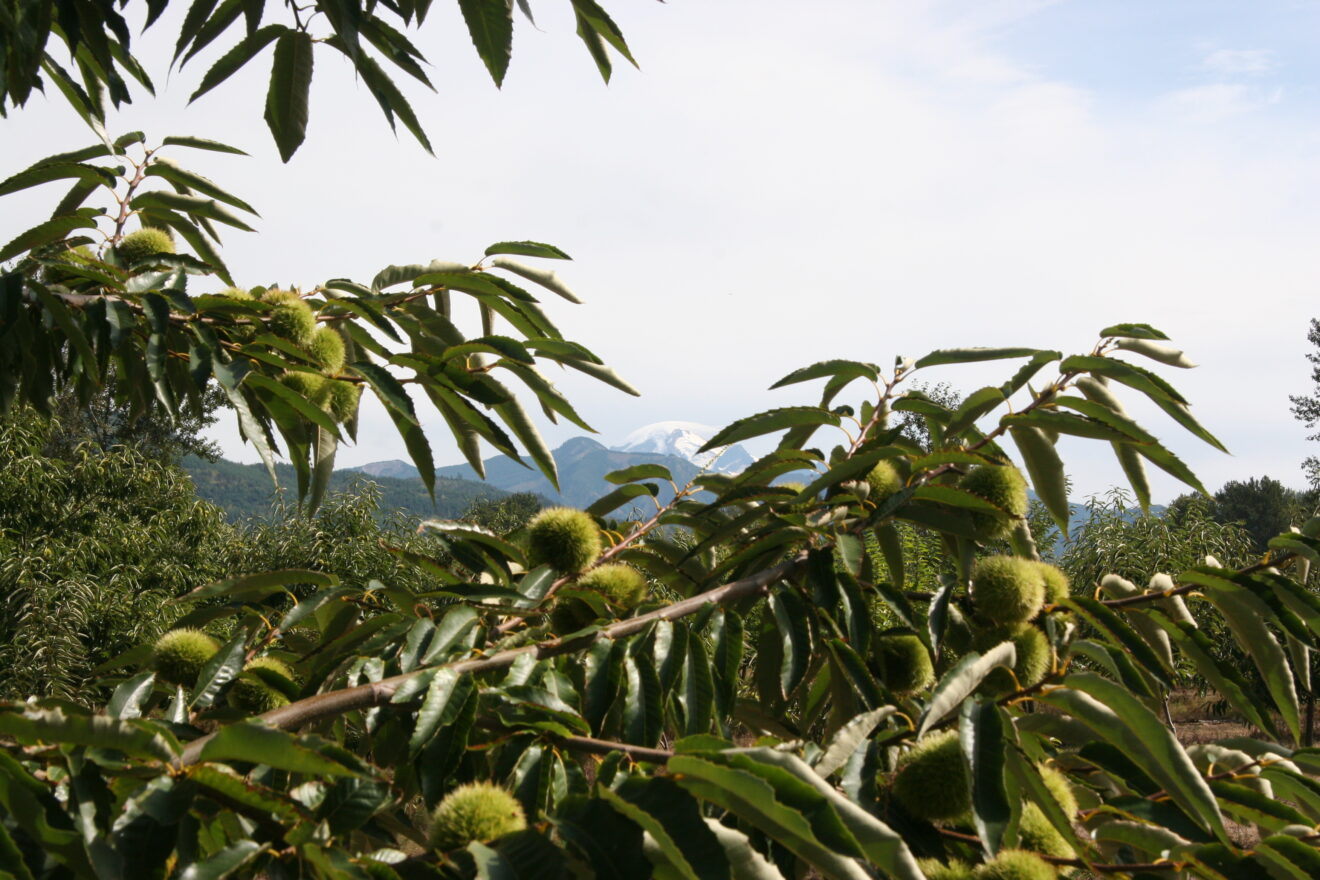 About Us – Buy Fresh Chestnuts