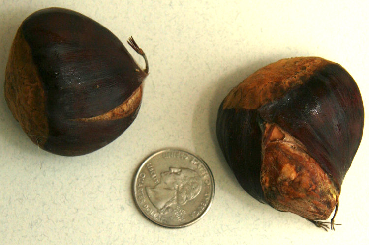 What is a High Quality Chestnut? – Buy Fresh Chestnuts